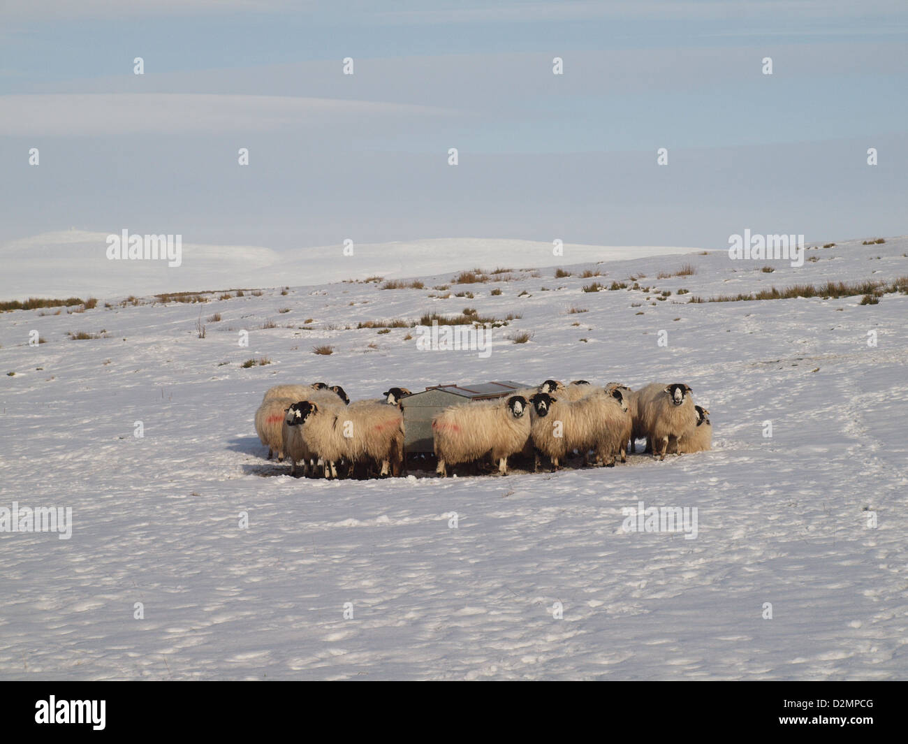 Sheep huddle hi-res stock photography and images - Alamy