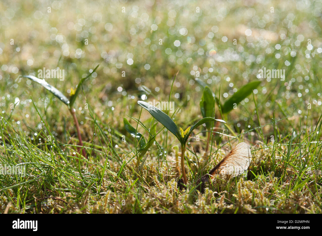 Sprout new growth of wind blown tree seed sycamore in morning dew ...