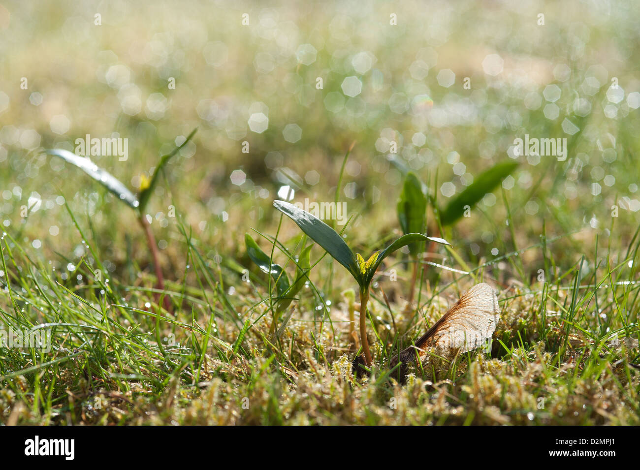 Sprout new growth of wind blown tree seed sycamore in morning dew ...