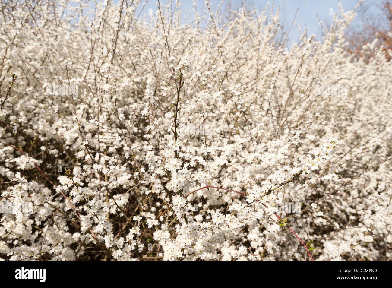 Mass of white wild prunus blossom many trees self seeded wild against ...
