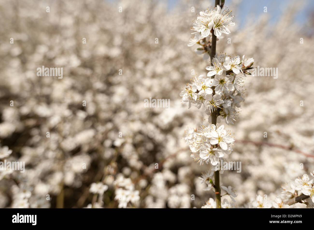 Mass of white wild prunus blossom many trees self seeded wild against ...