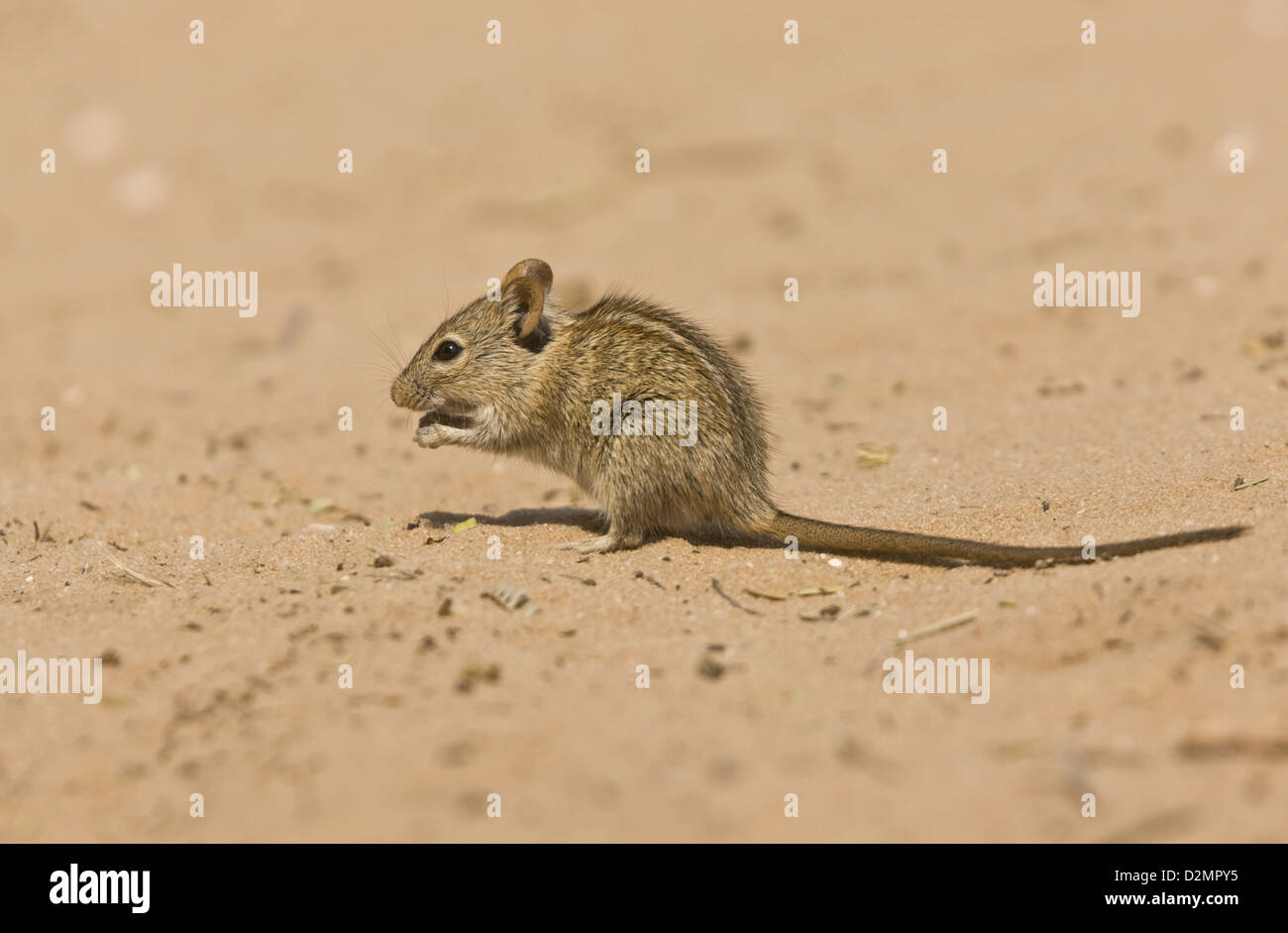 Sonoran Desert Mouse