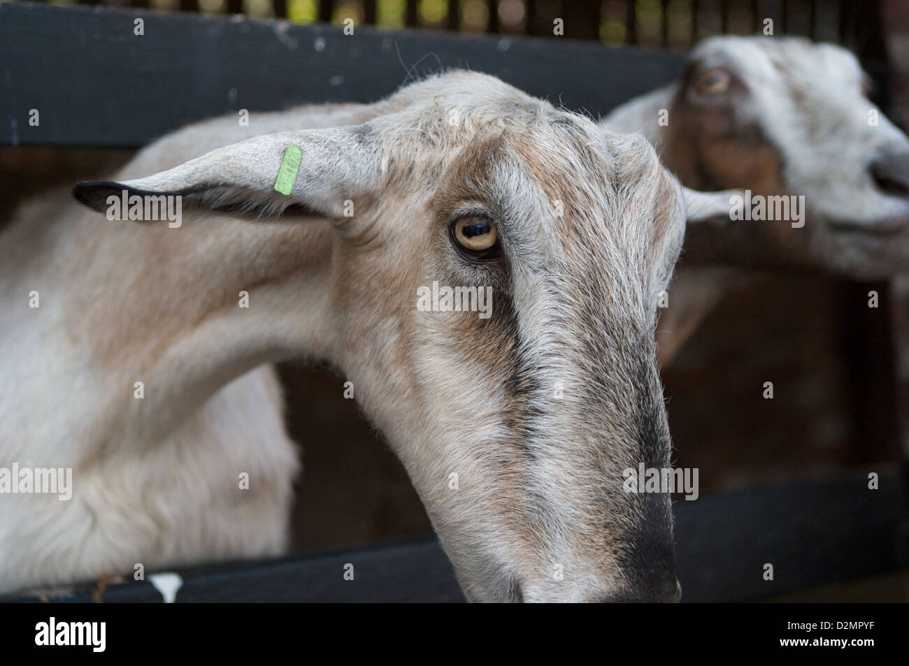 A portrait of one of the many goats that live at Home Farm, Tatton Park ...