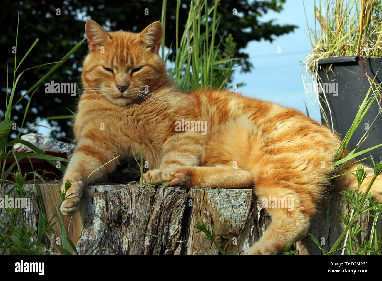 Half length cat hi-res stock photography and images - Alamy