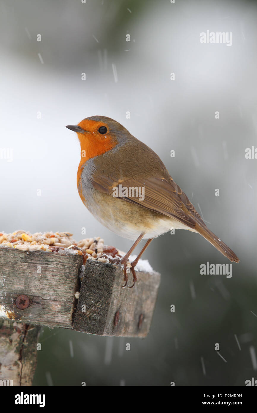 Happy robin hi-res stock photography and images - Alamy