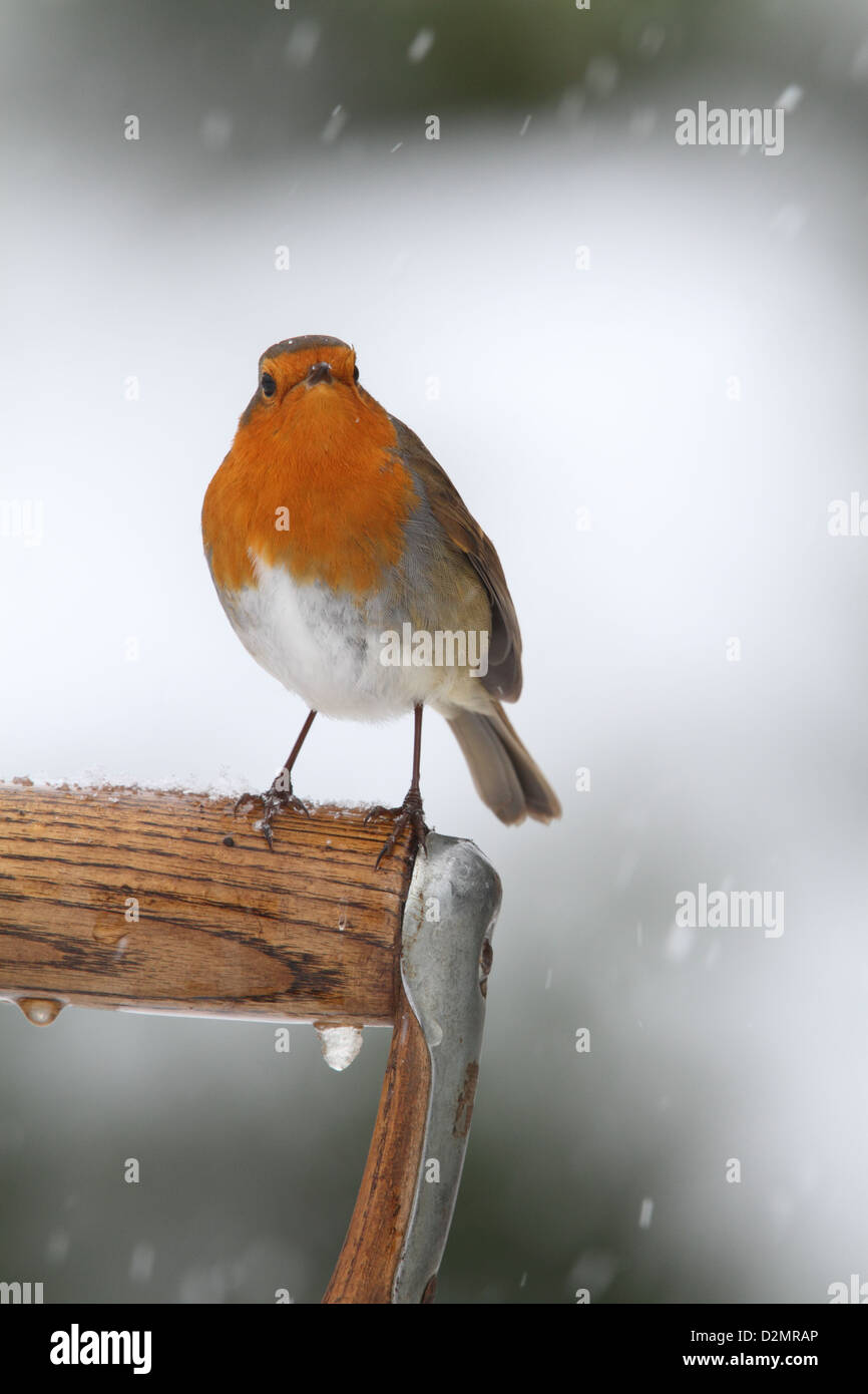 Robin bird spade hi-res stock photography and images - Alamy