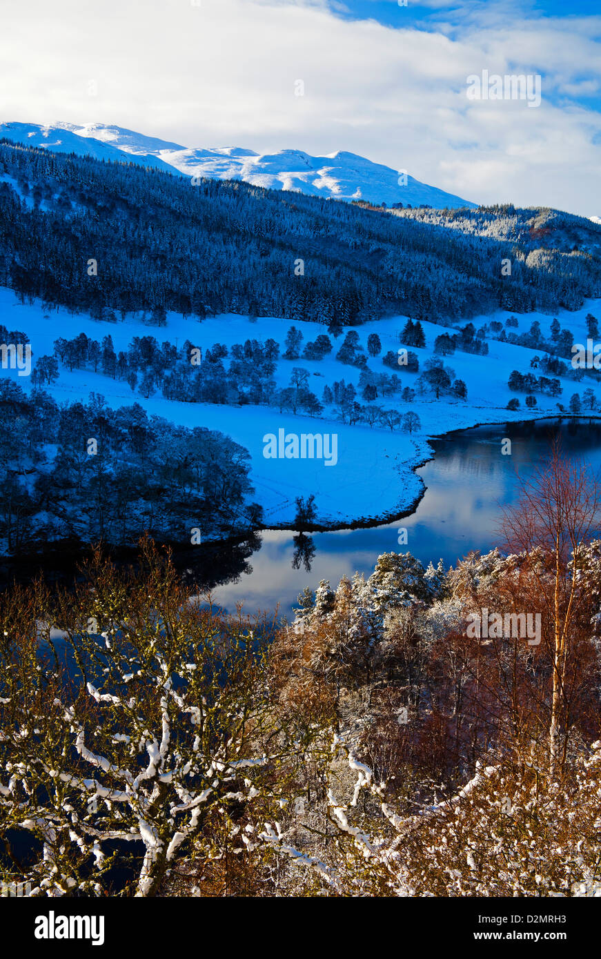 Perth Scotland Big Tree High Resolution Stock Photography and Images ...