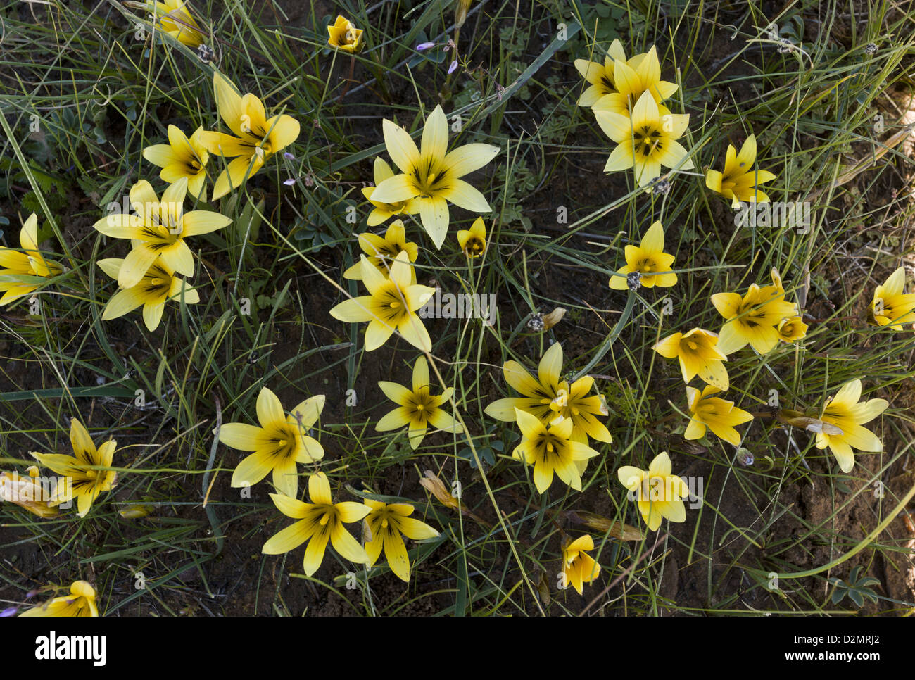 Yellow sand-crocus (Romulea montana) in damp soil near Nieuwoudtville ...