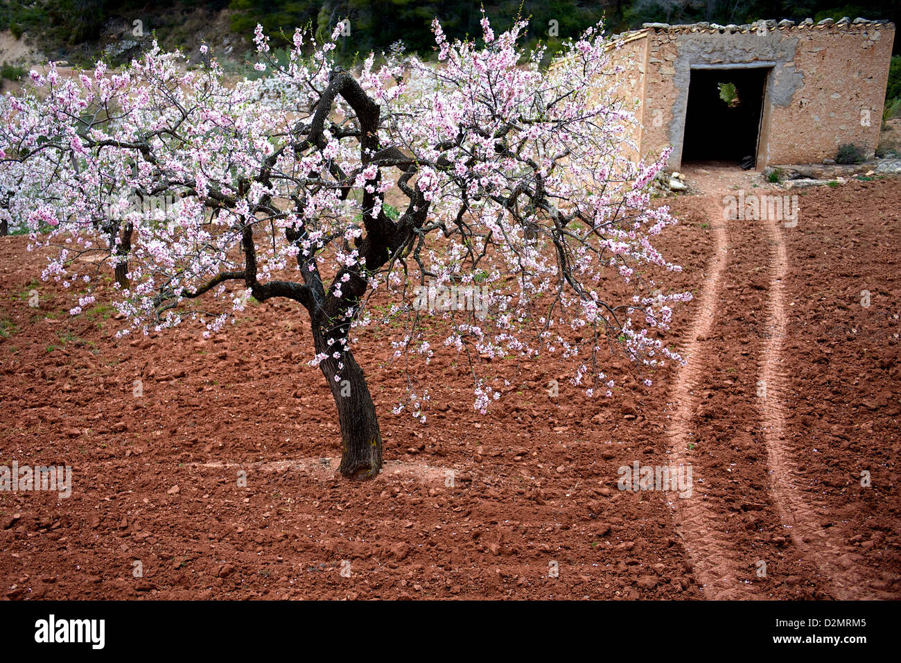 Almond tree farming in spain hi-res stock photography and images - Alamy
