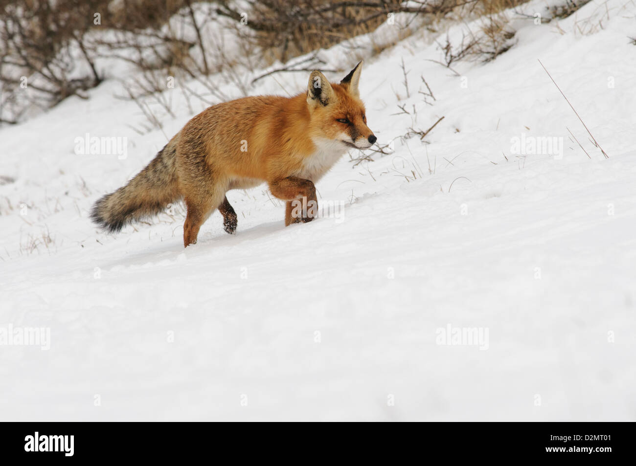 Red fox in the snow hi-res stock photography and images - Alamy