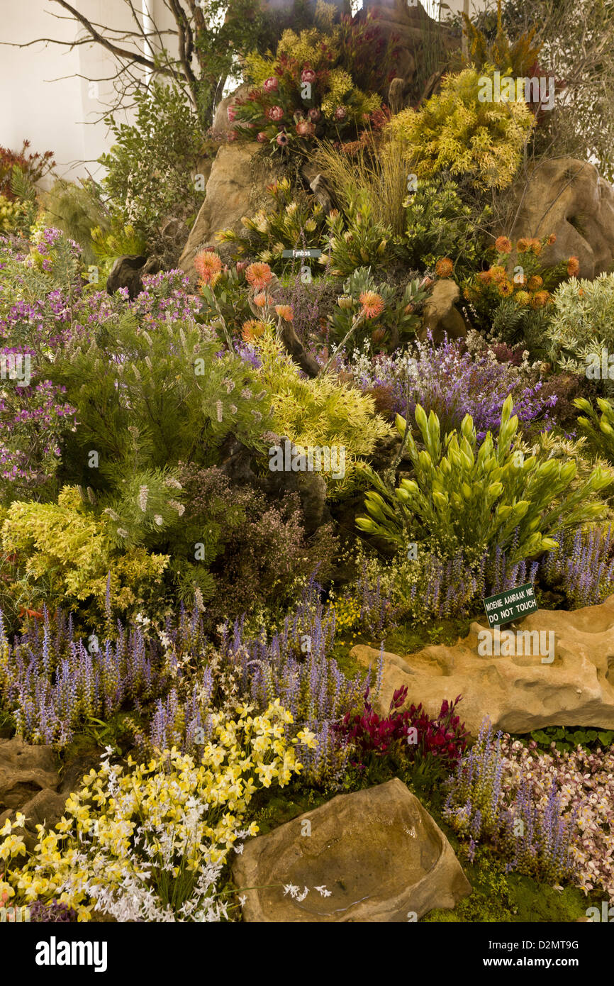 Clanwilliam Spring Flower show, Western Cape, South Africa Stock Photo ...
