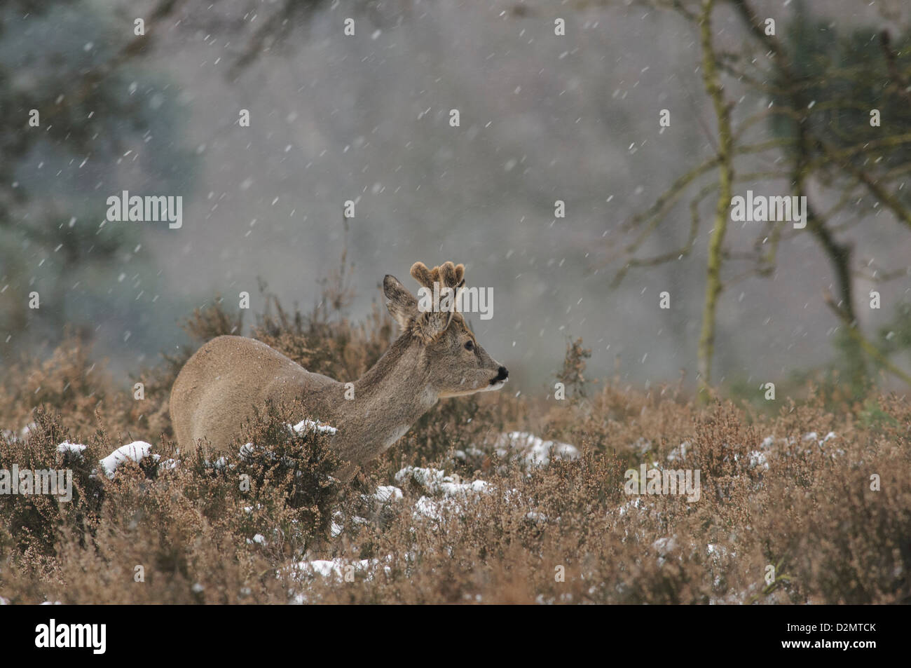 Roe deer with falling snow flakes Stock Photo - Alamy