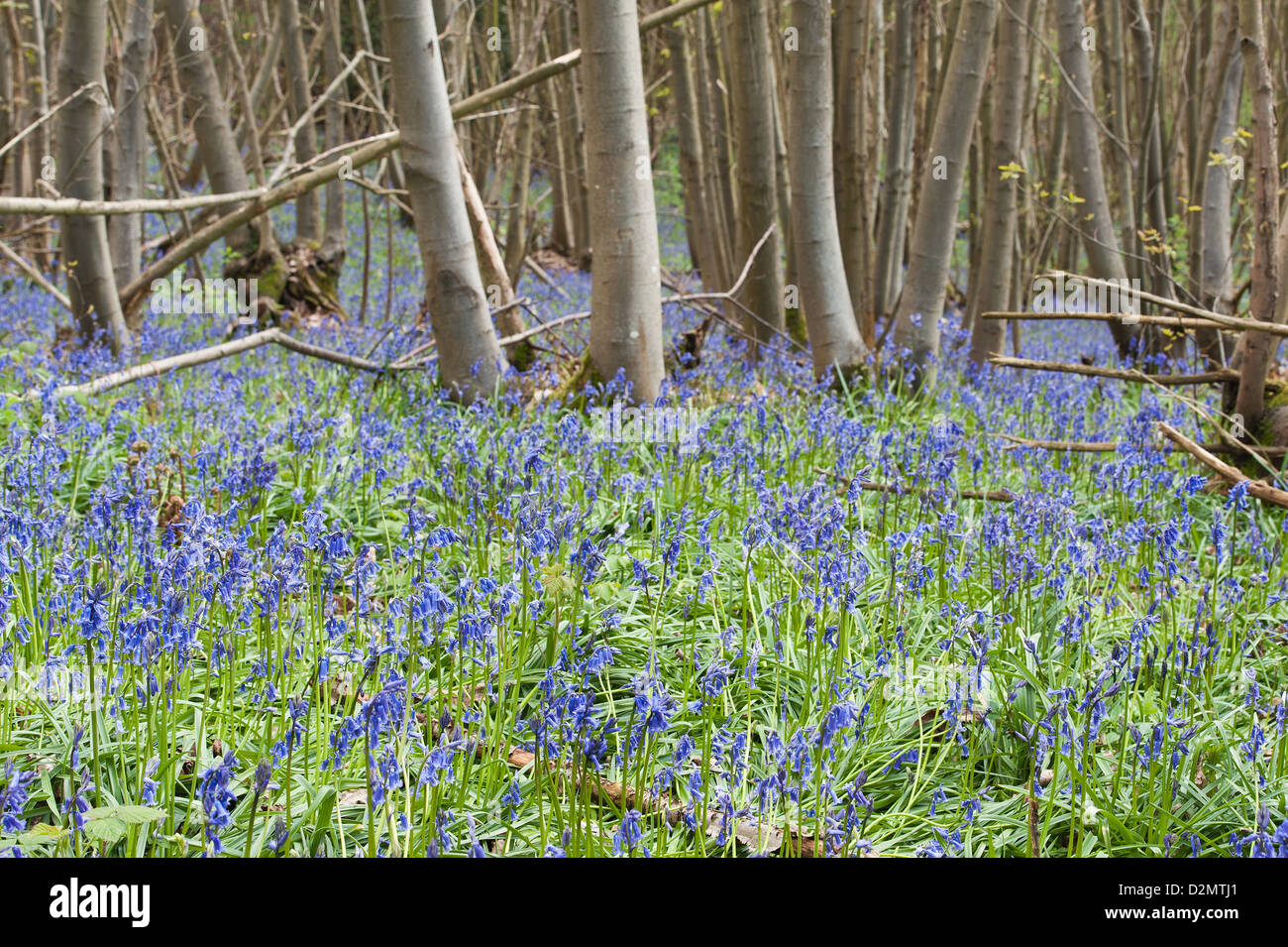 Bluebells beech oak and birch woodland in sunshine, spring rays of ...