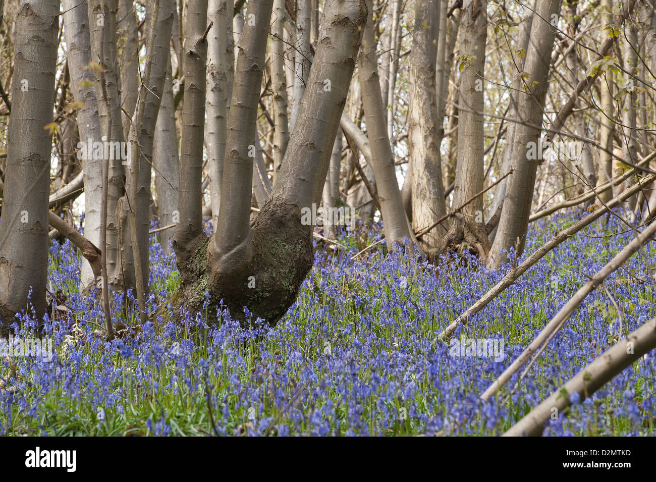 Bluebells beech oak and birch woodland in sunshine, spring rays of ...
