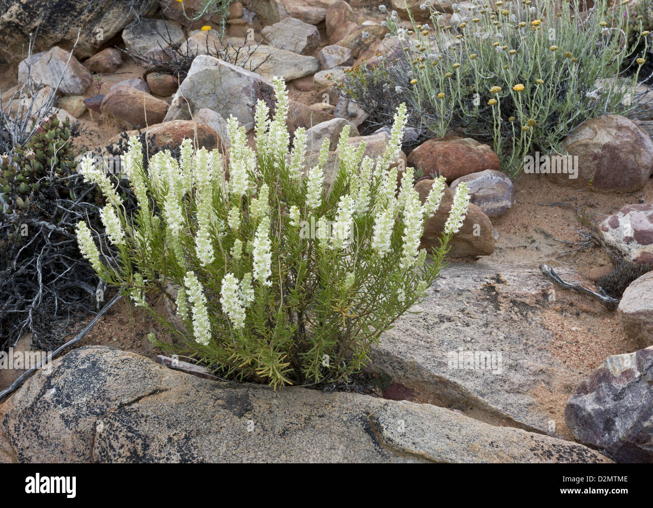A type of Bitter Bush, Selago glutinosa in the Cederberg Mountains ...