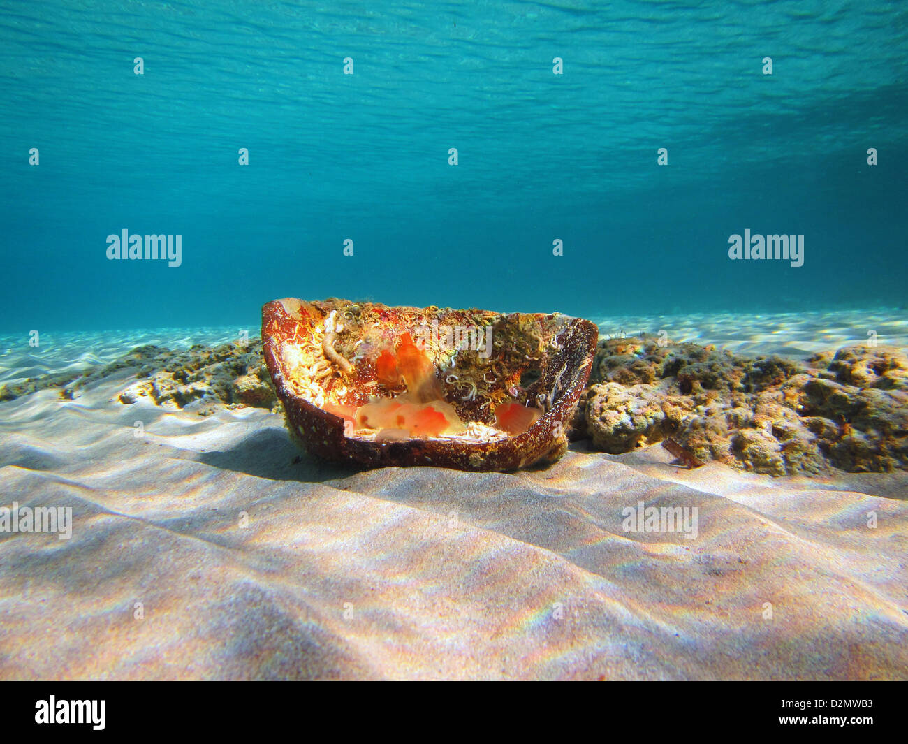 a very rare sea mollusk nest under an ancient Greek amphorae fragment ...