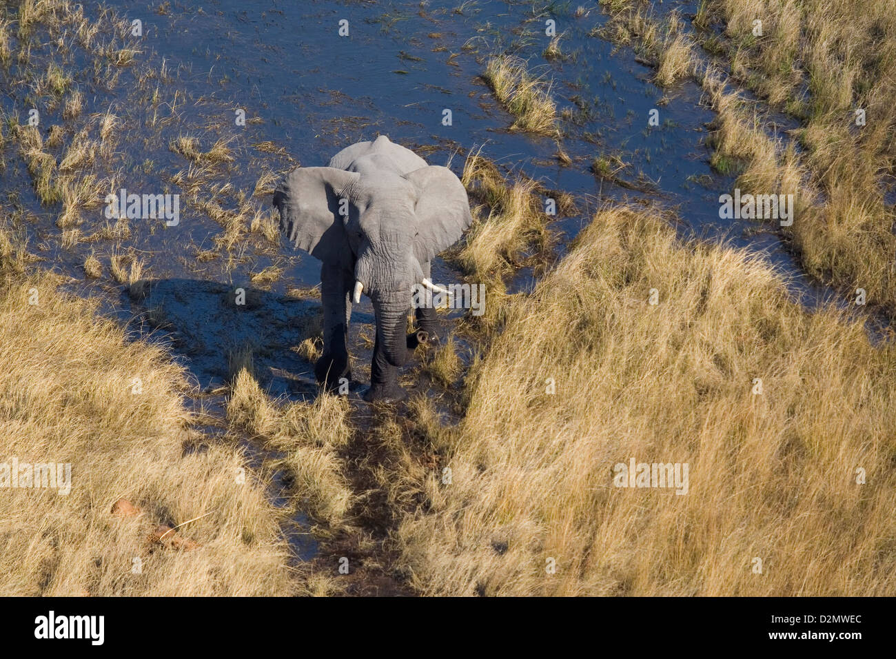 Botswana, Africa. An aerial view of an elephant in a marsh in the ...
