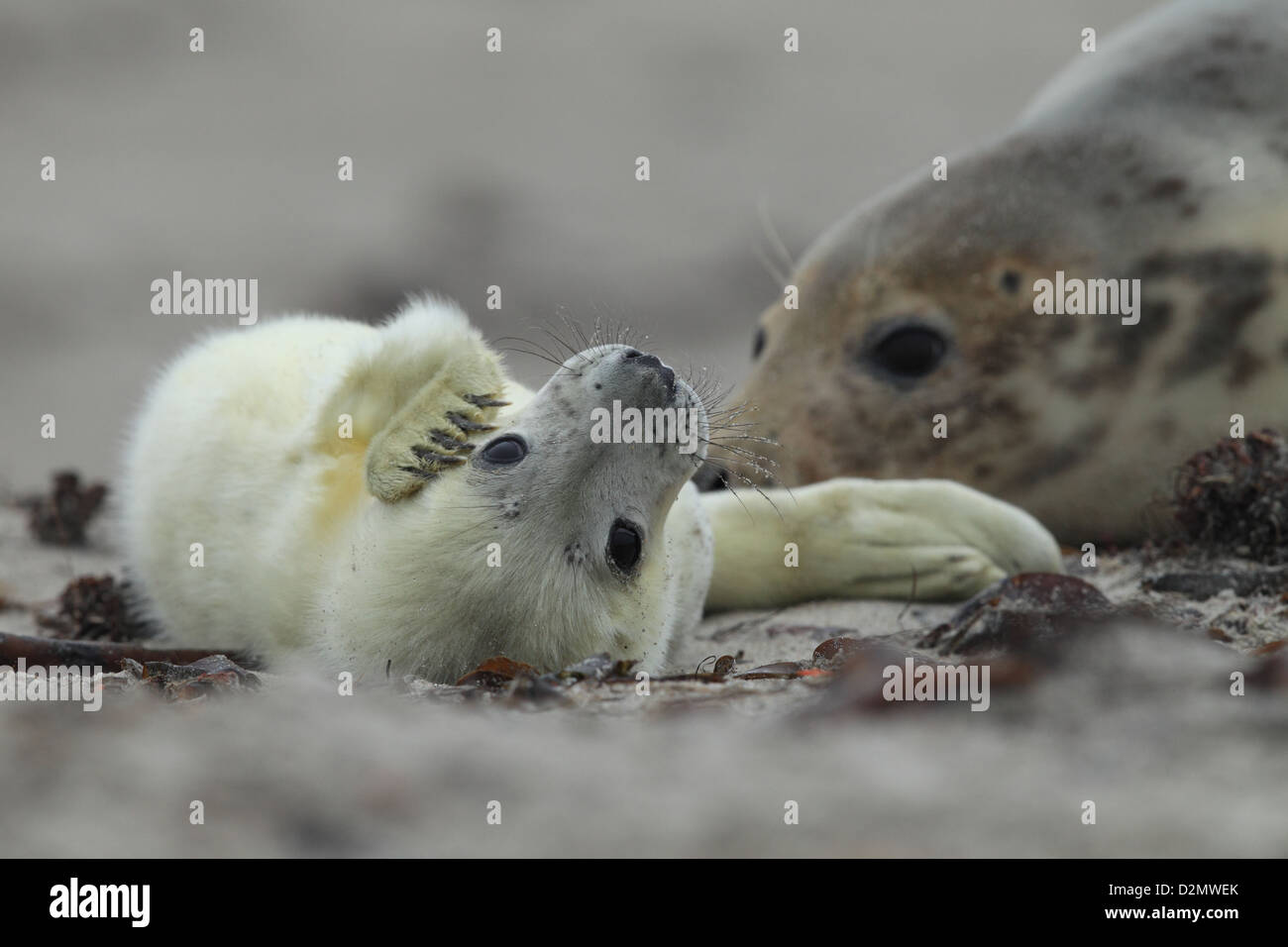 gray seal cub at the beach Stock Photo - Alamy
