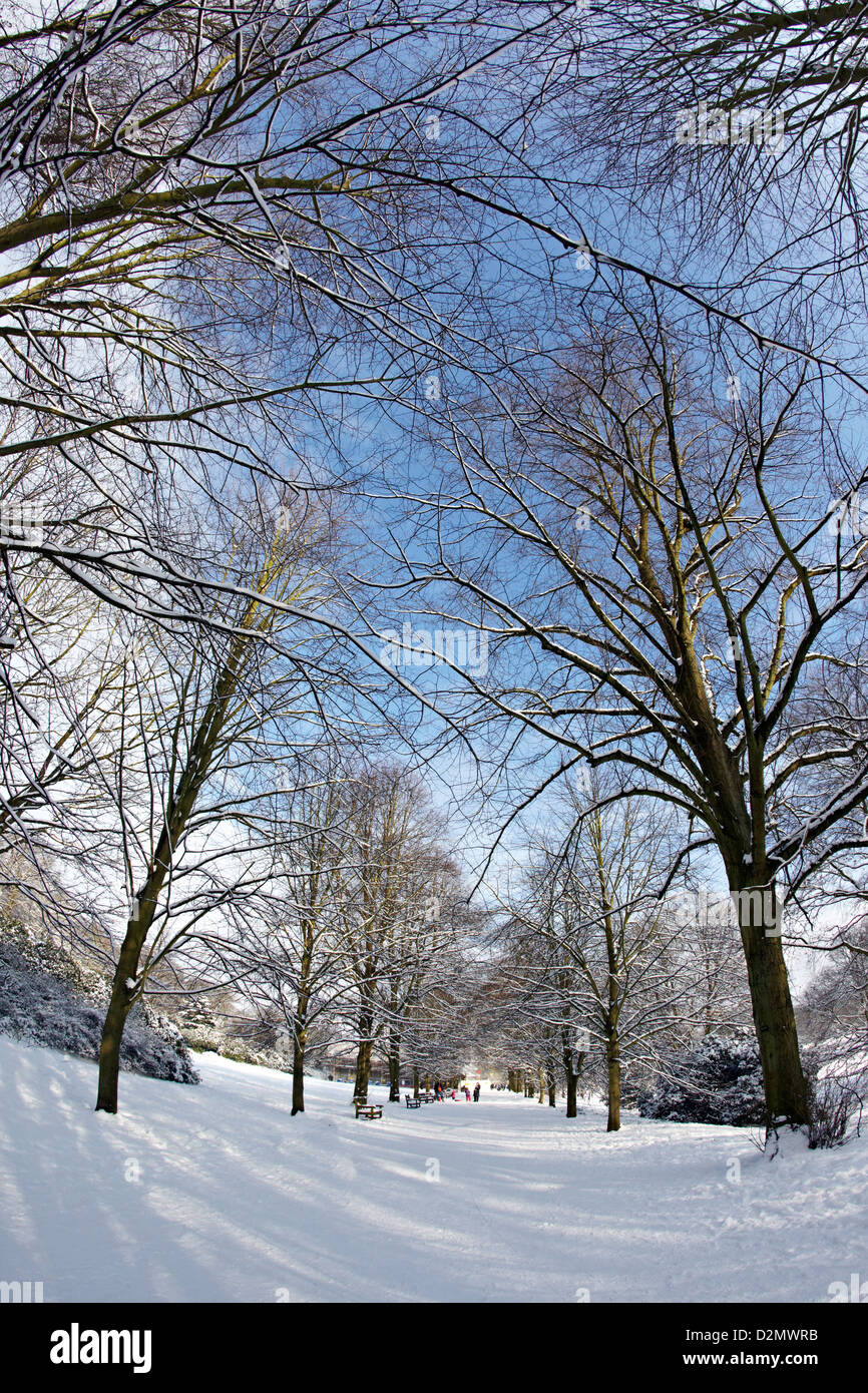 Cold sky with trees color in the color of the hi-res stock photography ...