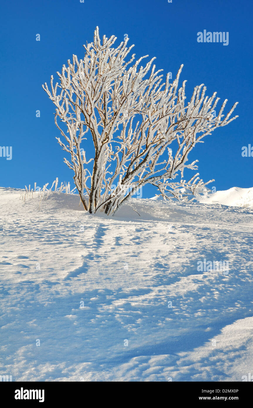 branches of a shrub covered with snow under a blue sky Stock Photo - Alamy