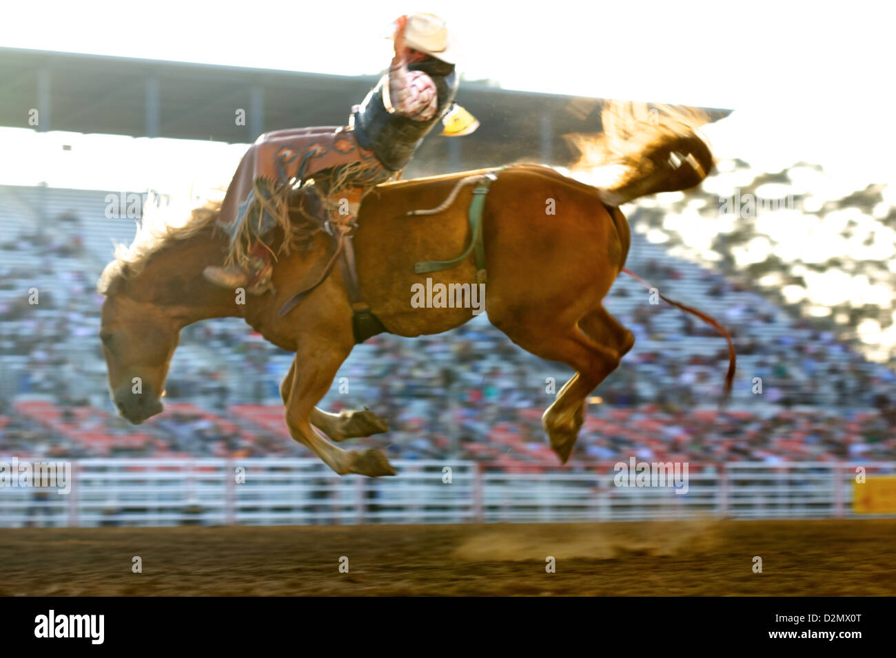 Bronco rider displaying incredible skill and determination during a ...