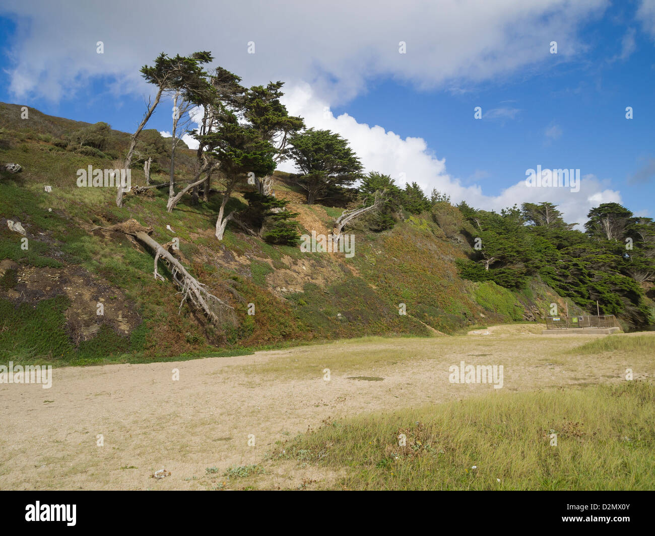 Wind swept trees hi-res stock photography and images - Alamy