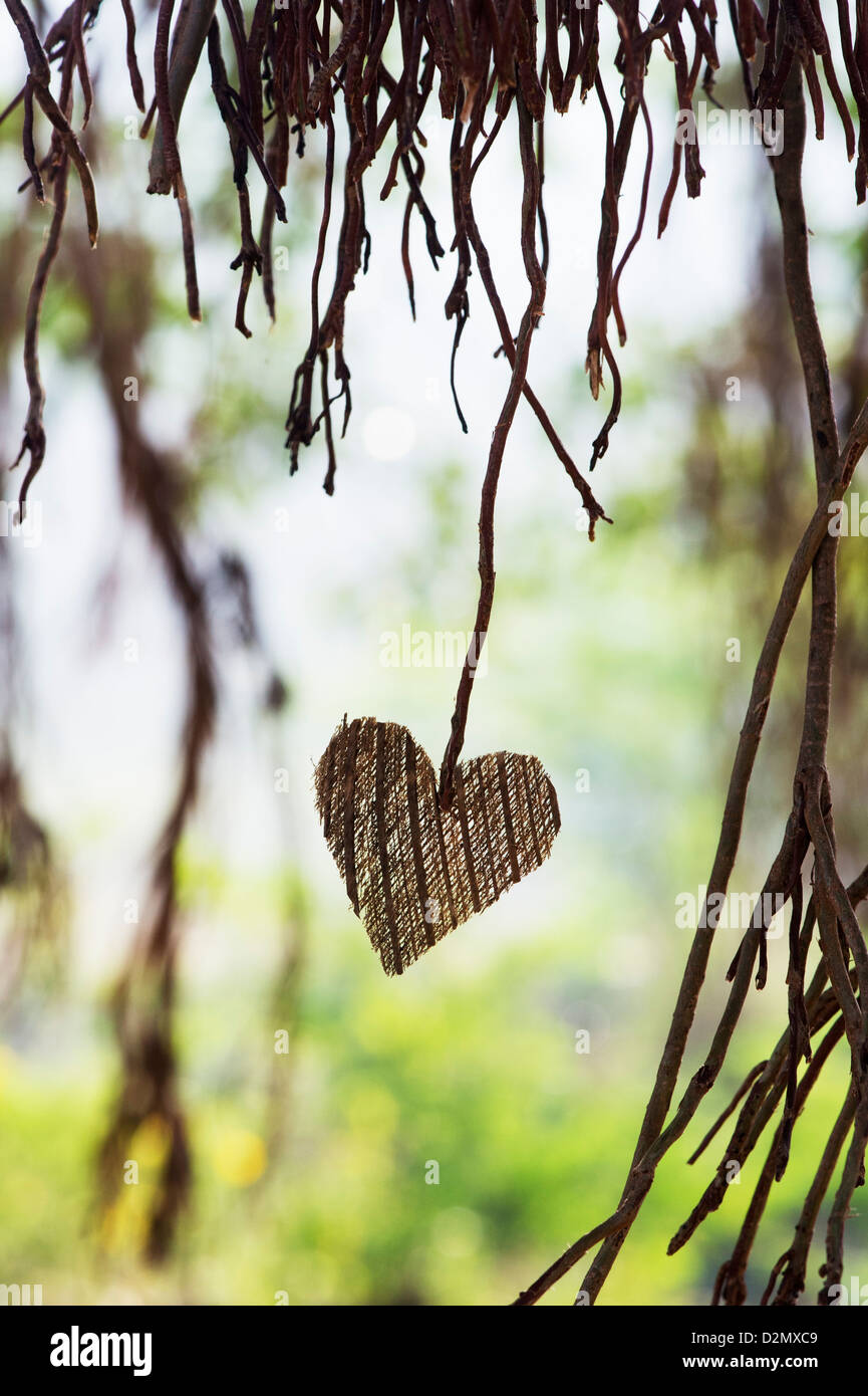 Coconut husk bark heart shape attached to the aerial prop roots of an ...
