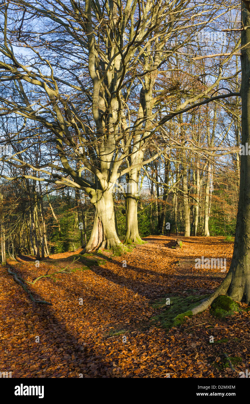 English beech trees hi-res stock photography and images - Alamy
