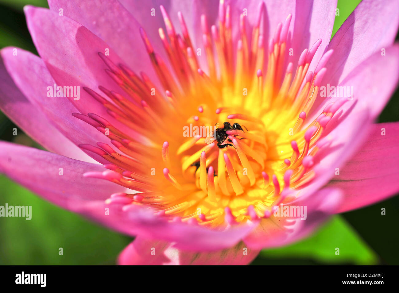 The Top view of Pink Lotus Stock Photo - Alamy