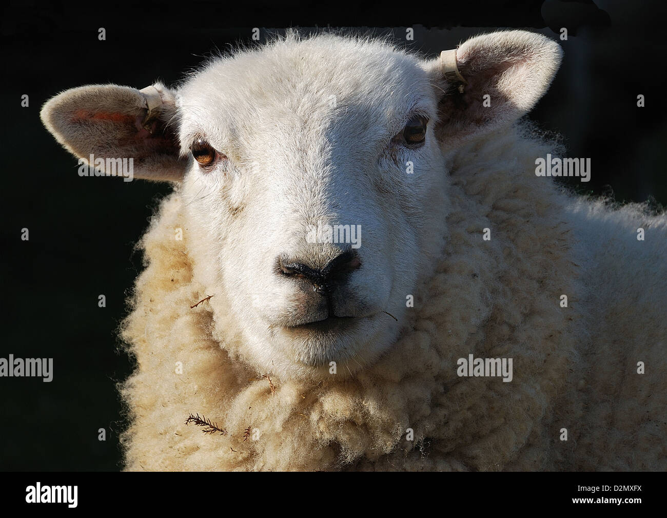Looking sheepish hi-res stock photography and images - Alamy