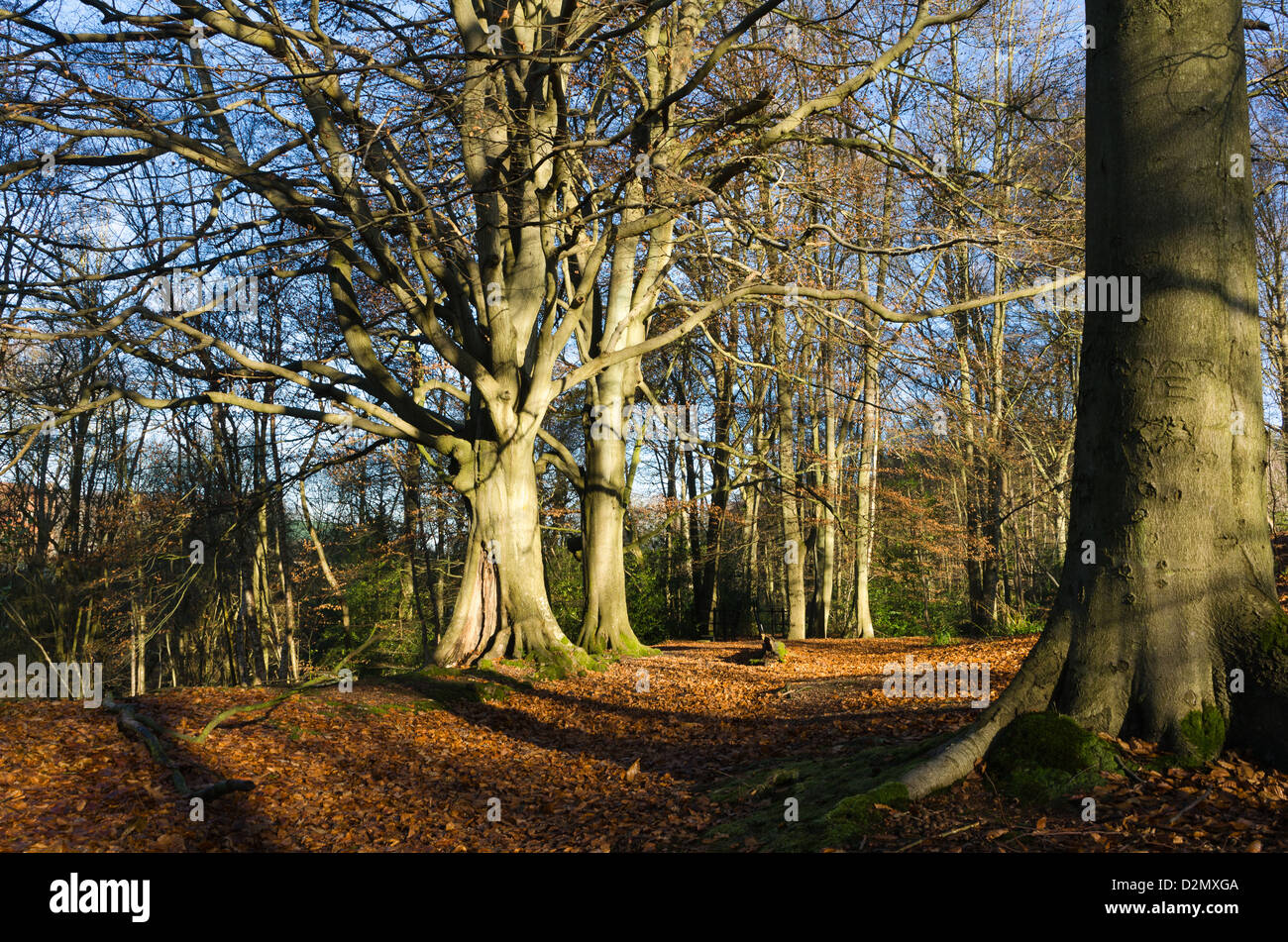 Beech trees in a wood in winter Stock Photo - Alamy