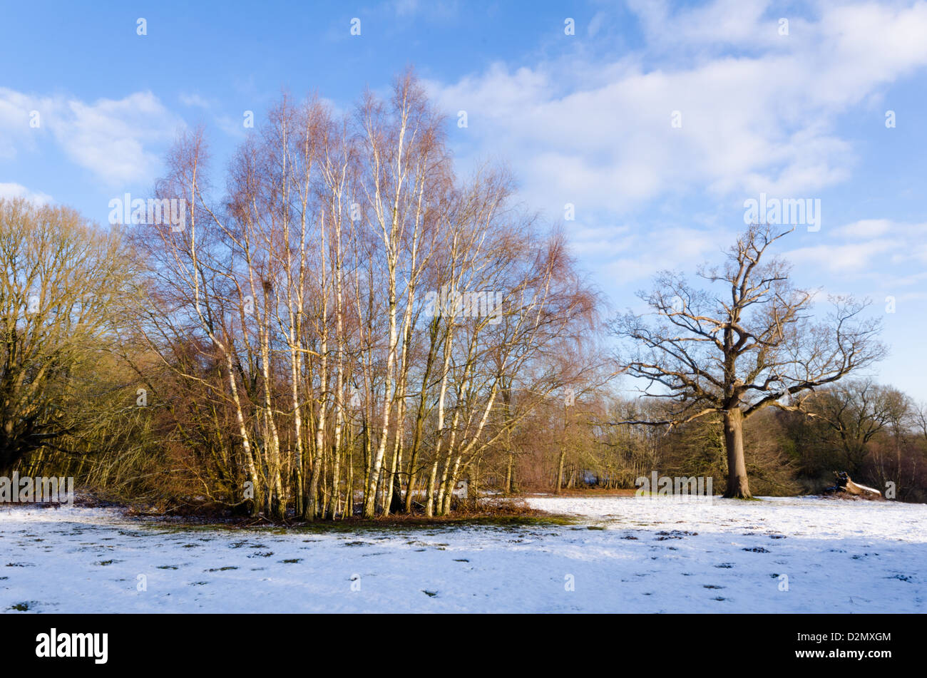 Copse silver birch trees betula High Resolution Stock Photography and ...