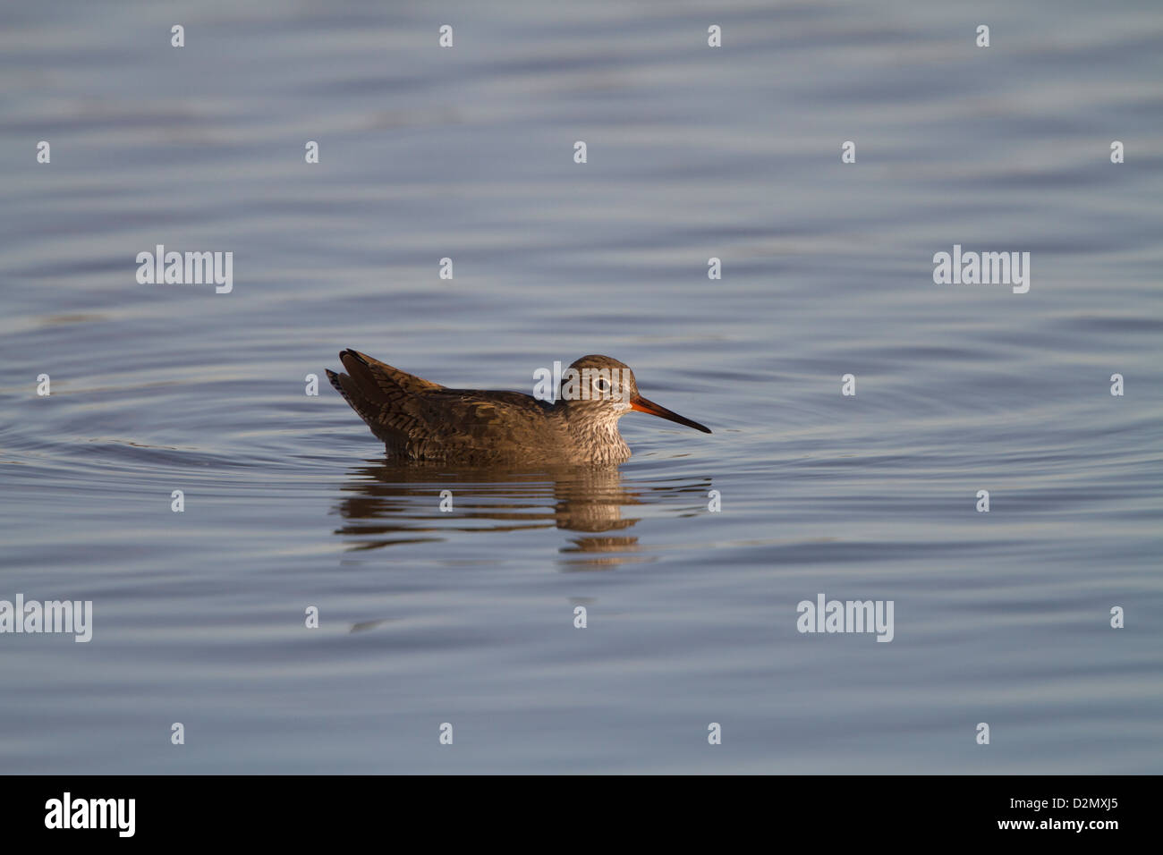Redshank winter plumage hi-res stock photography and images - Alamy