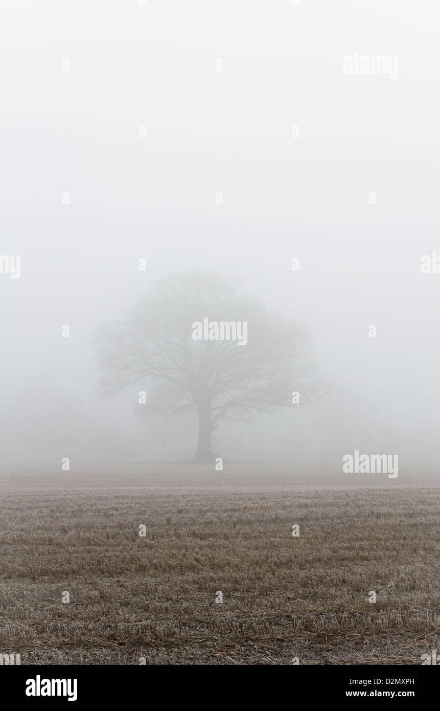 Tree in a misty field Stock Photo - Alamy