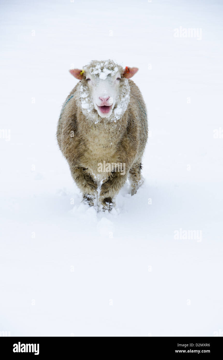 Sheep snow hi-res stock photography and images - Alamy