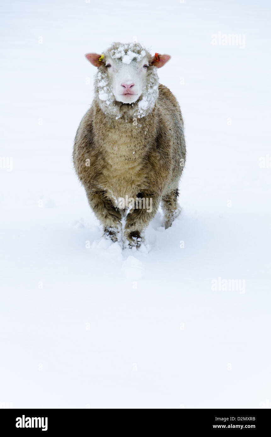 Winter sheep fleece hi-res stock photography and images - Alamy