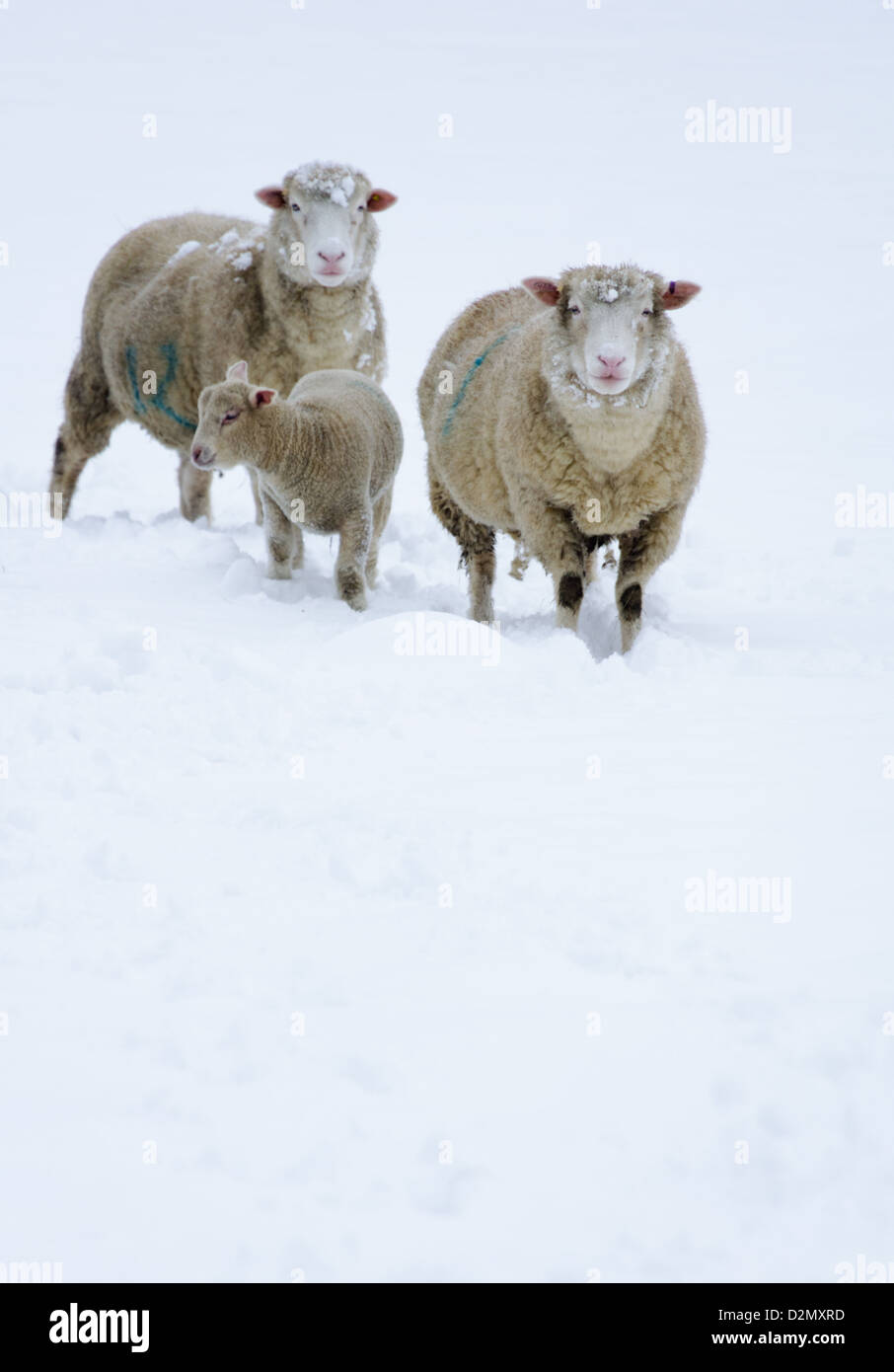 Sheep in the snow Stock Photo - Alamy