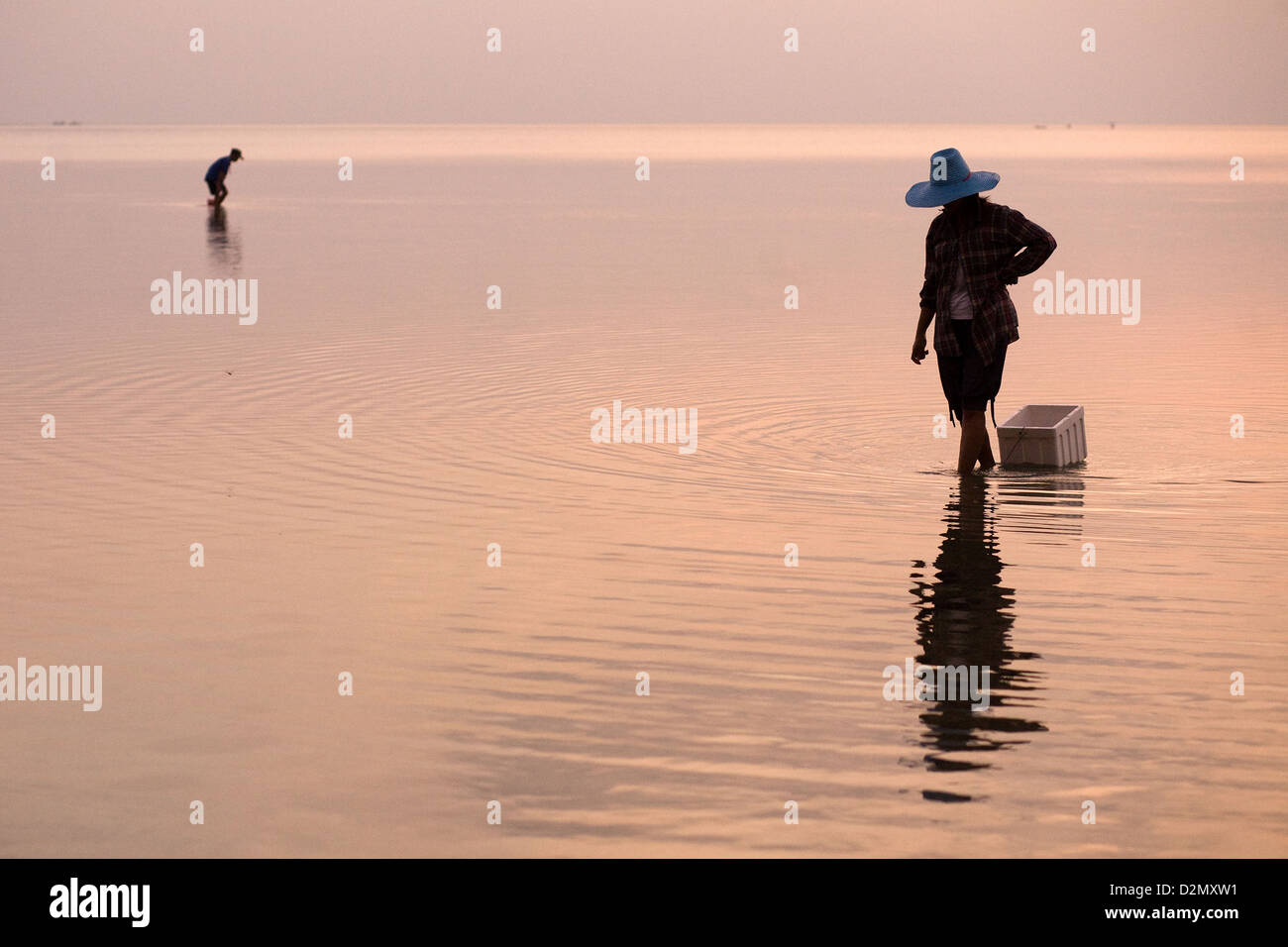 Clam picking on Koh Phangan island , Thailand Stock Photo - Alamy