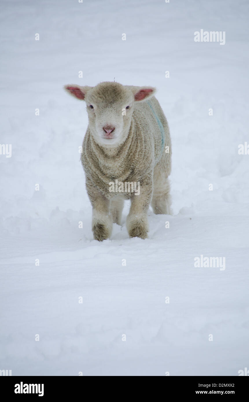 Frozen lamb hi-res stock photography and images - Alamy