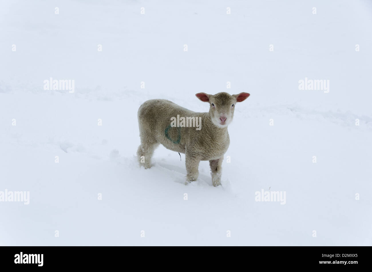 Frozen lamb hi-res stock photography and images - Alamy