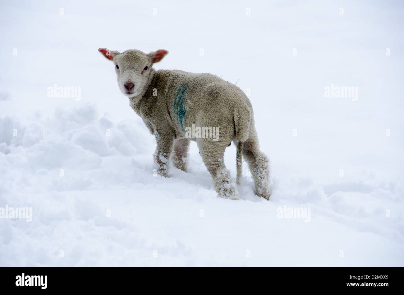Frozen lamb hi-res stock photography and images - Alamy