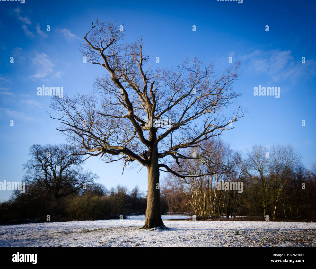 English oak tree in winter hi-res stock photography and images - Alamy
