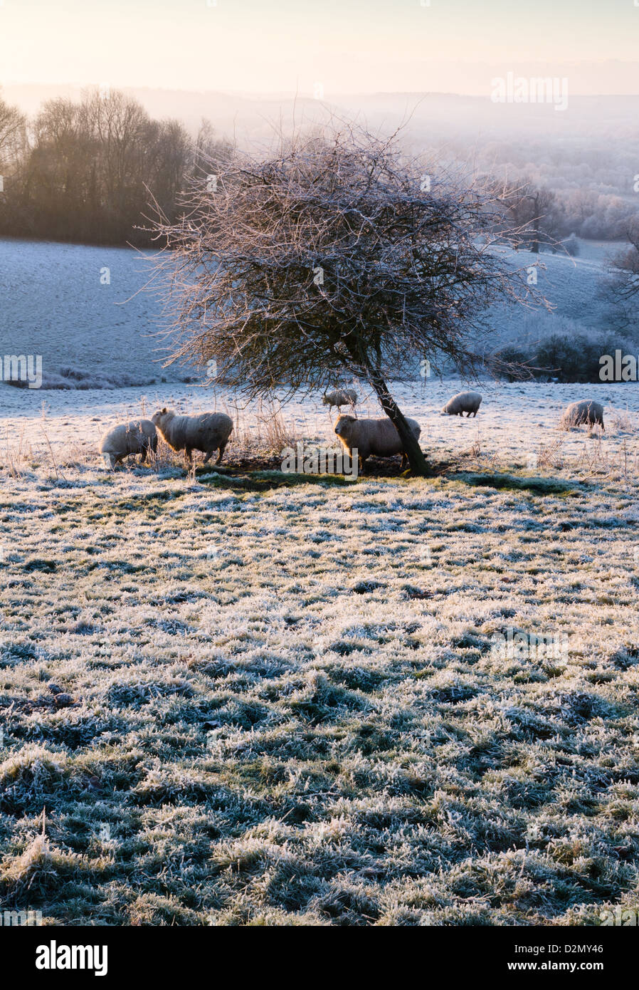 Sheep under a tree at dawn on a frosty morning Stock Photo - Alamy
