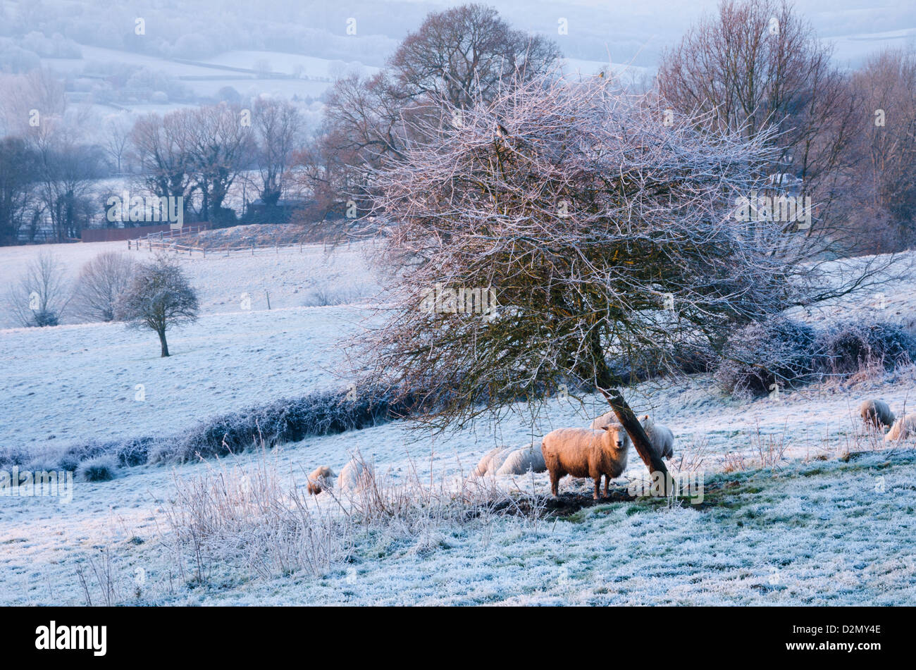 Sheep christmas tree hi-res stock photography and images - Alamy