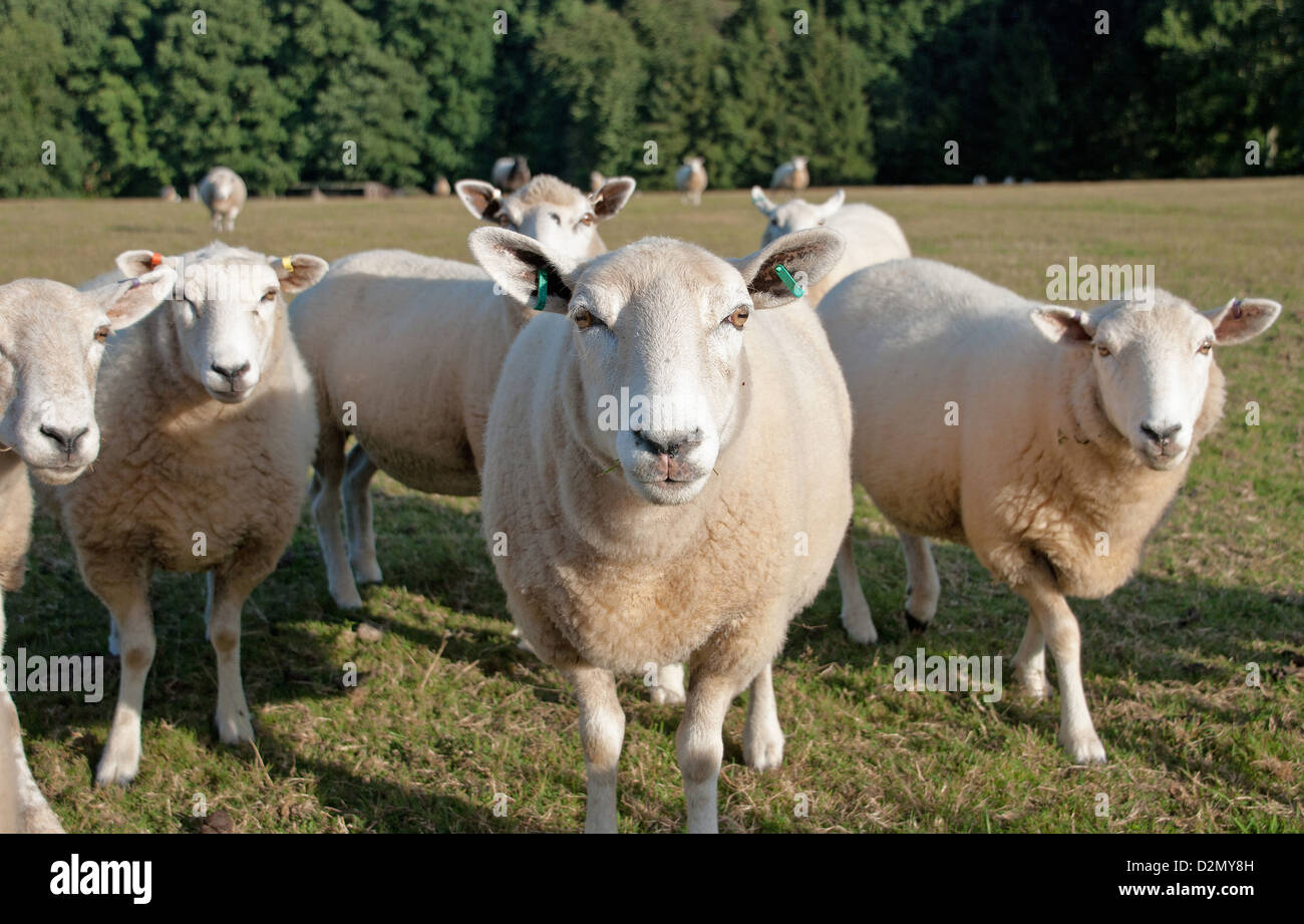 A flock of sheep looking straight at the camera Stock Photo - Alamy
