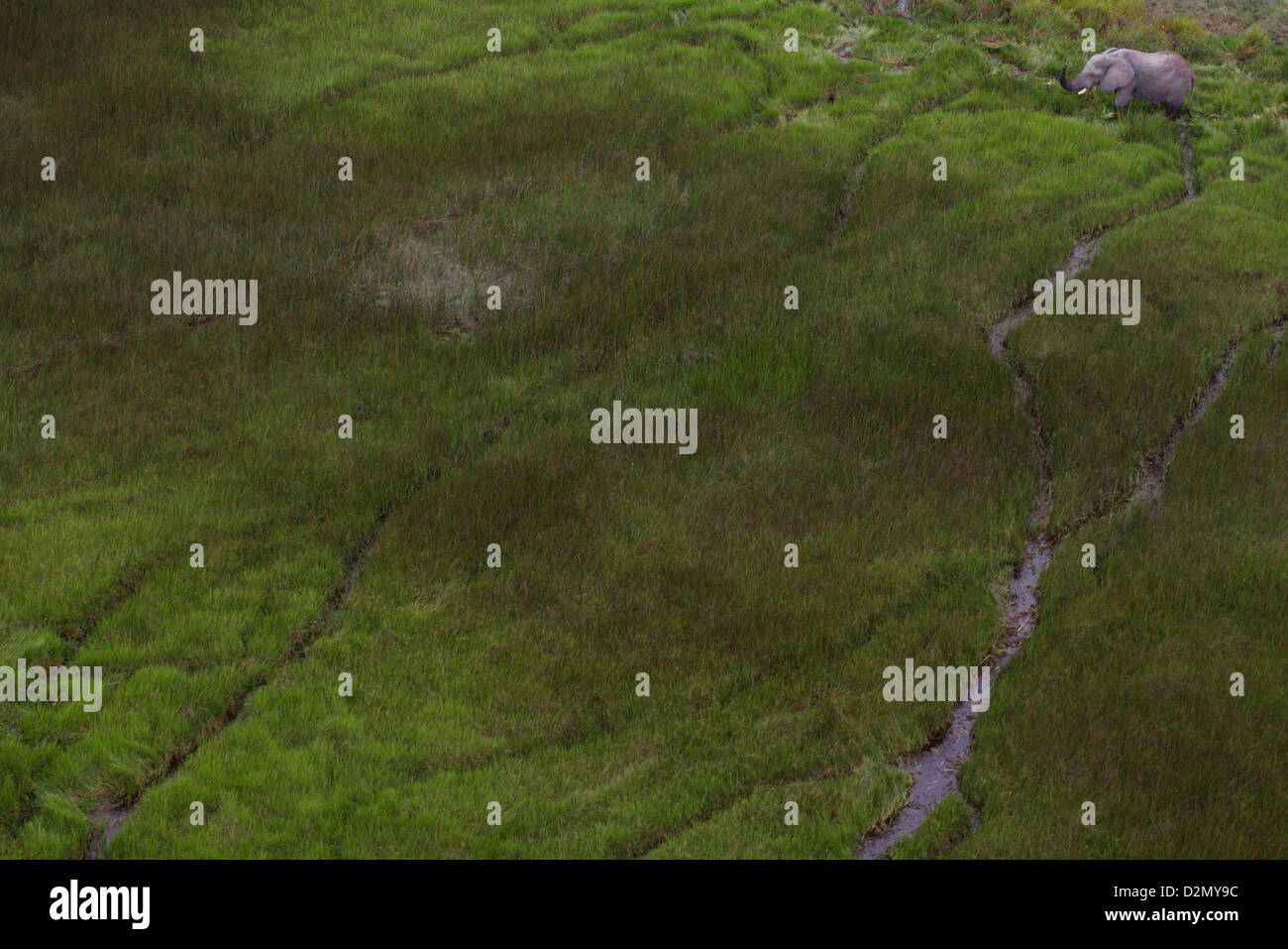 Botswana, Africa. An aerial view of an elephant in a marsh in the ...