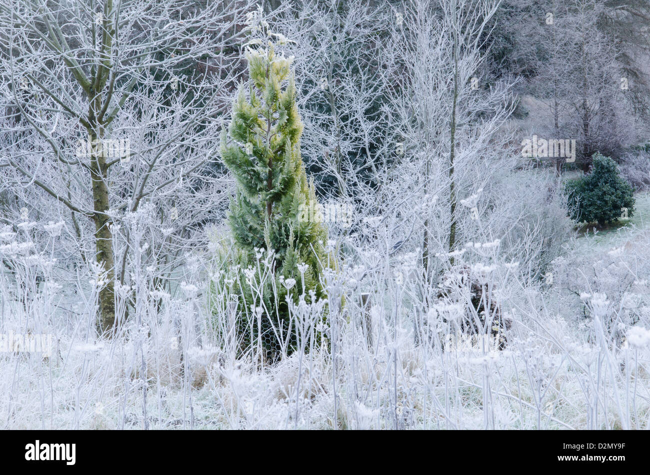 A heavy hoar frost on woodland trees Stock Photo - Alamy