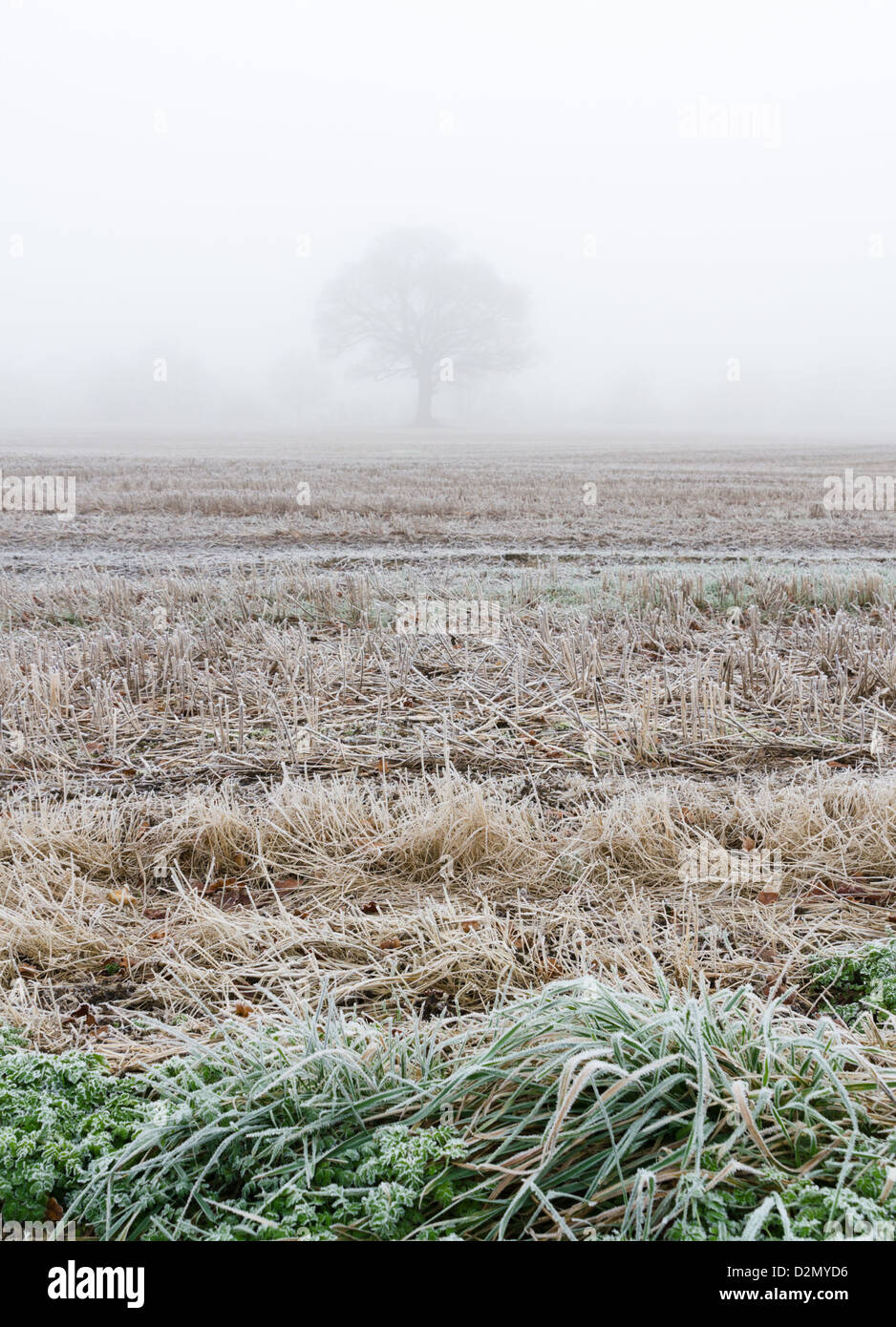 Lone tree in the mist with frosty foreground Stock Photo - Alamy