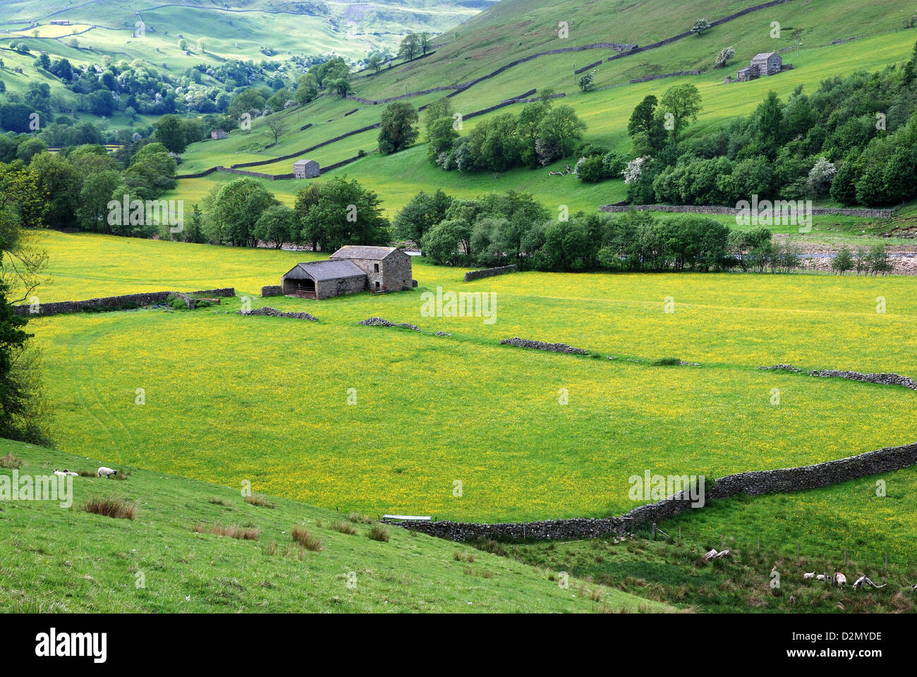 Yellow fields of hay meadows in the Yorkshire dales Stock Photo - Alamy