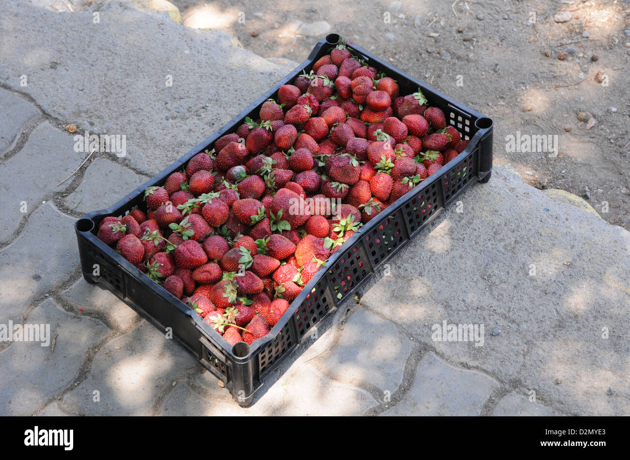 Strawberries in tray on pavement hi-res stock photography and images ...